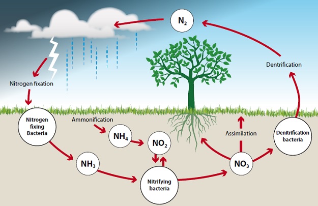 Nitrogen Cycle | Land Management Online Course